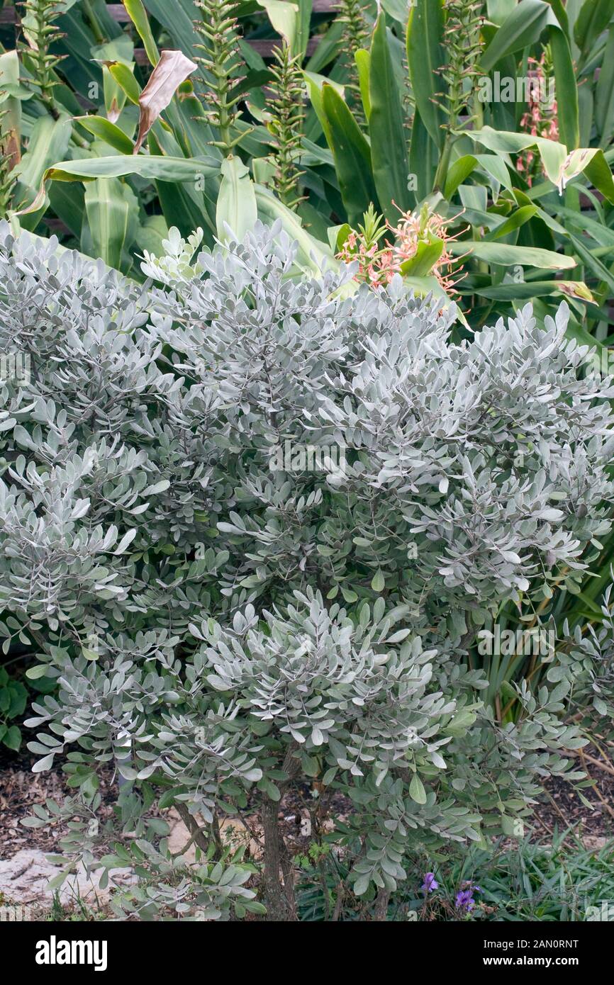 Sophora secundiflora hi-res stock photography and images - Alamy