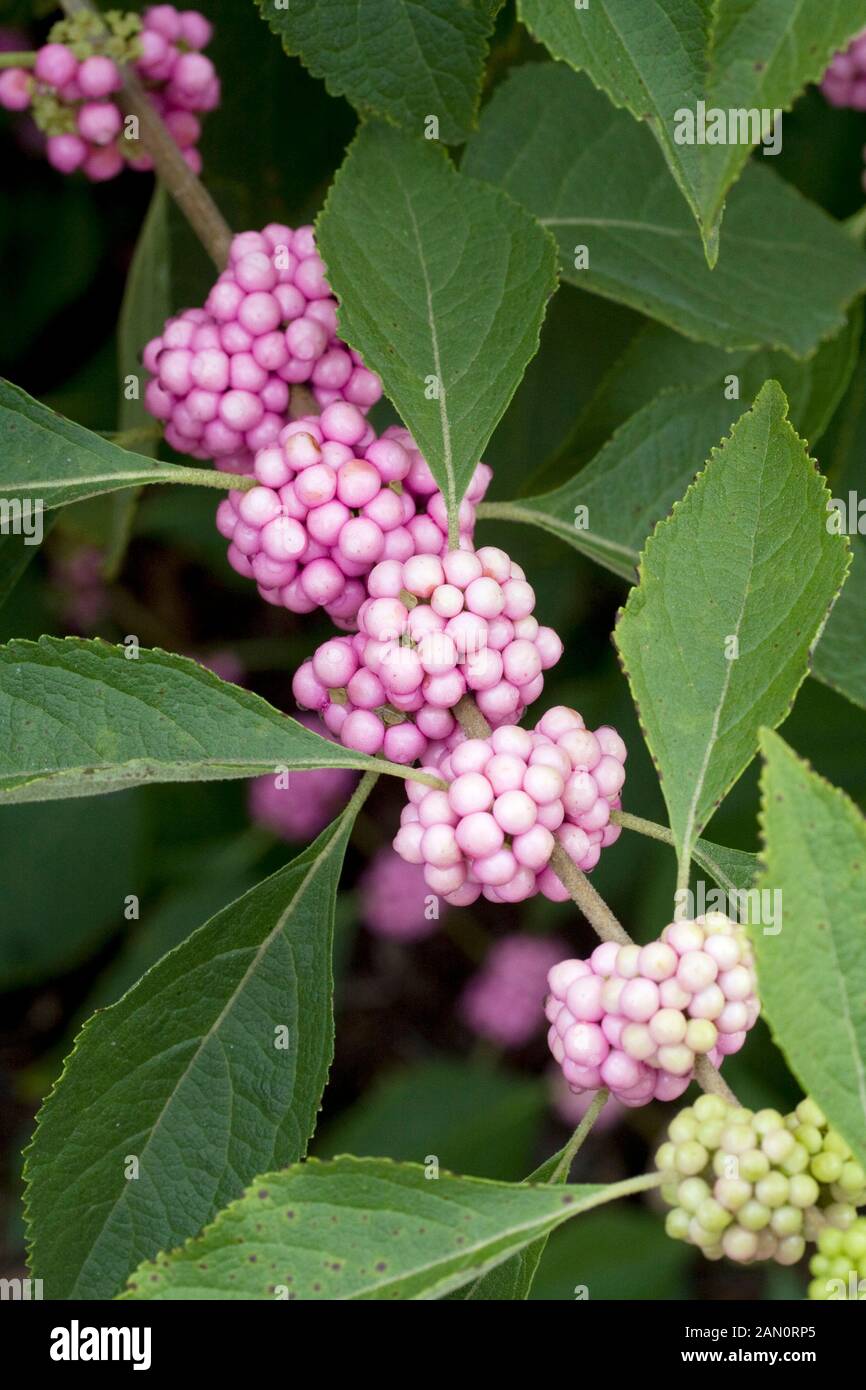 Welchs hi-res stock photography and images - Alamy