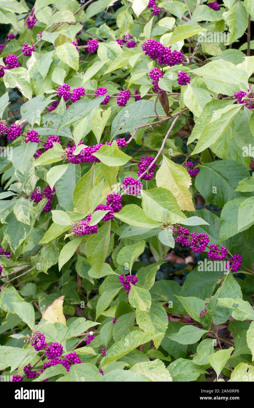 Callicarpa americana hi-res stock photography and images - Alamy