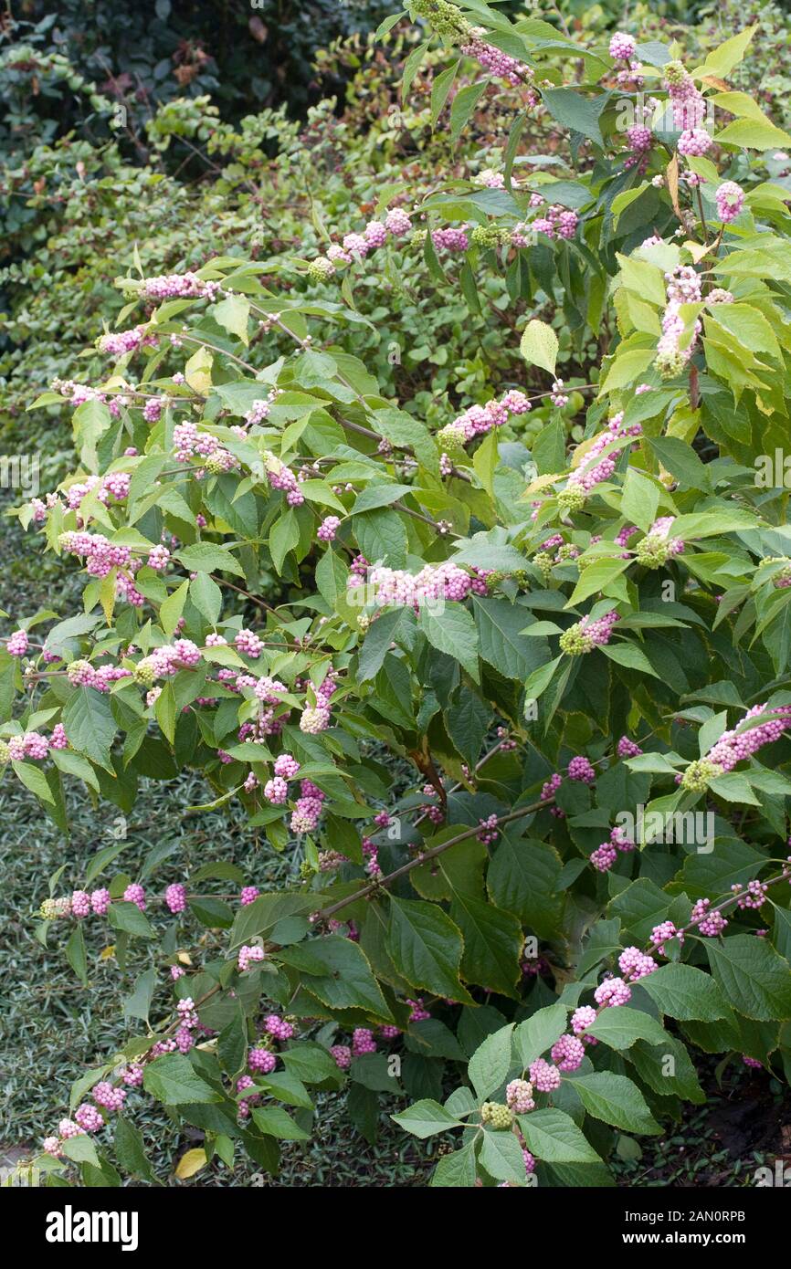 Welch's hi-res stock photography and images - Alamy