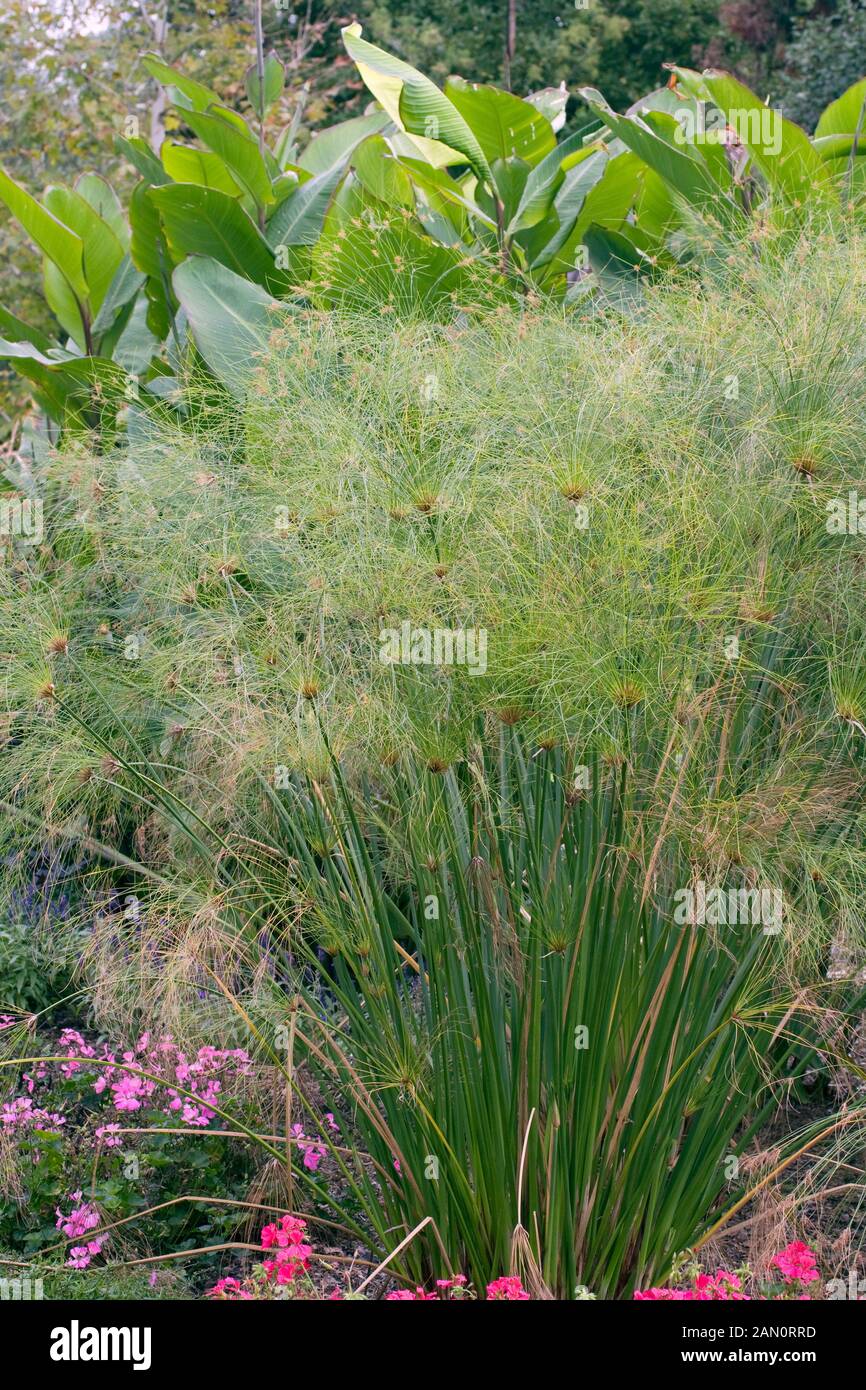 Papyrus ornamental grass hi-res stock photography and images - Alamy
