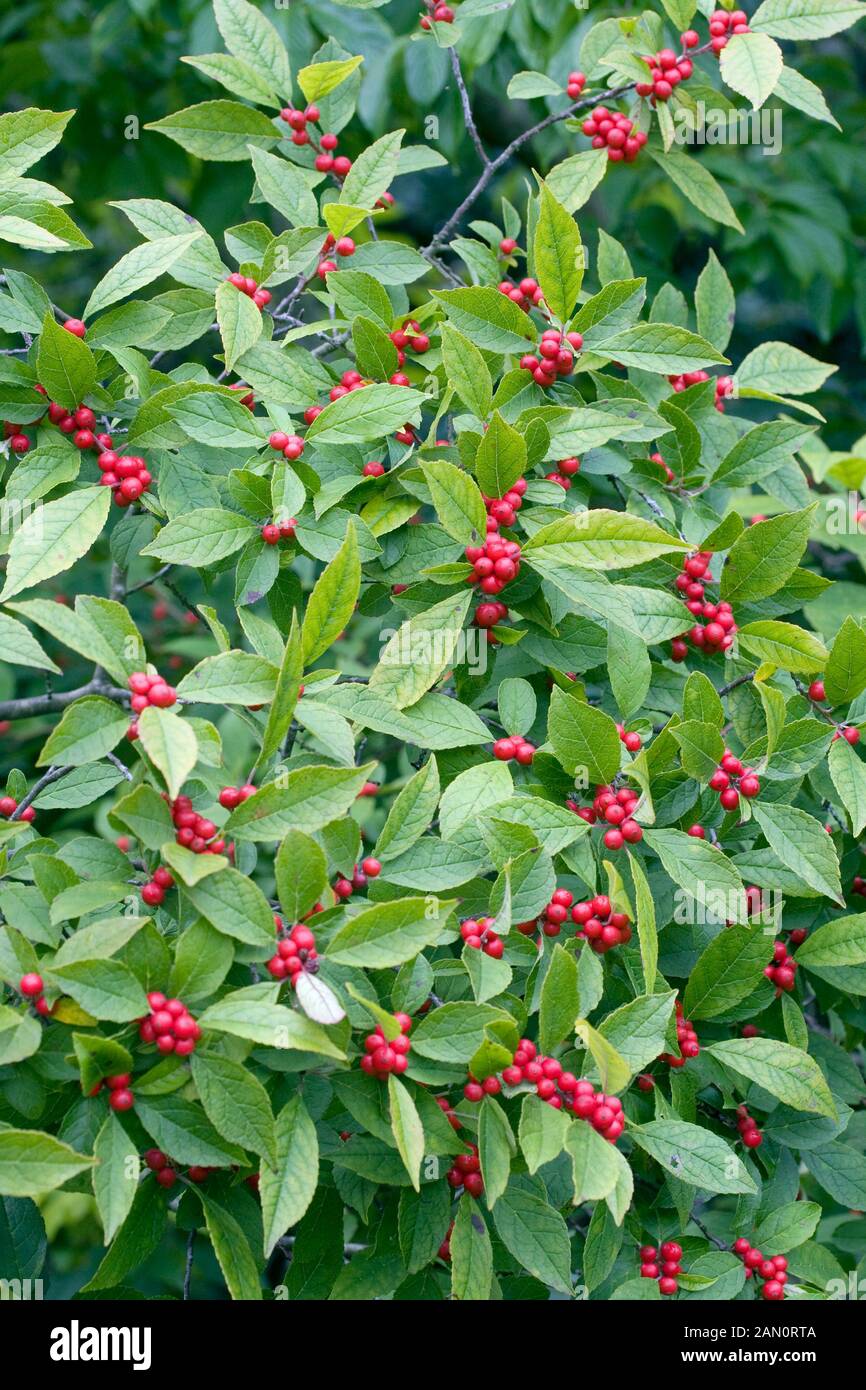 Ilex verticillata winter red berries hi-res stock photography and ...
