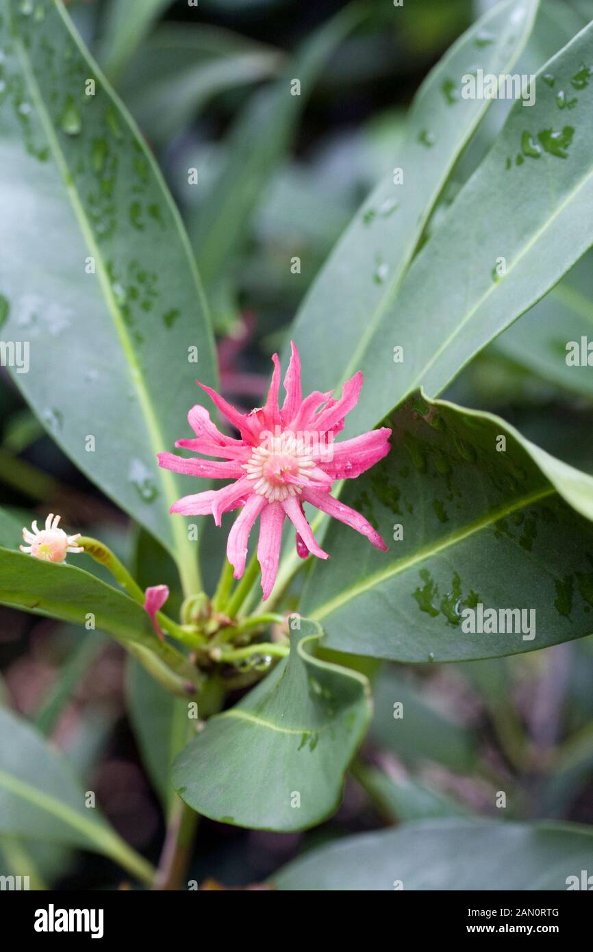 Illicium flower hi-res stock photography and images - Alamy