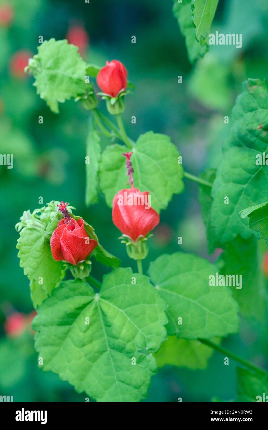 Malvaviscus hi-res stock photography and images - Alamy