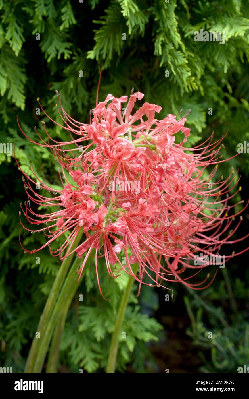 Lycoris hi-res stock photography and images - Alamy
