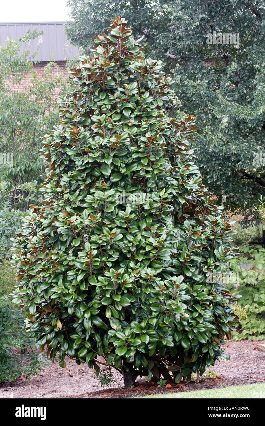 MAGNOLIA GRANDIFLORA 'SOUTHERN CHARM' Stock Photo - Alamy