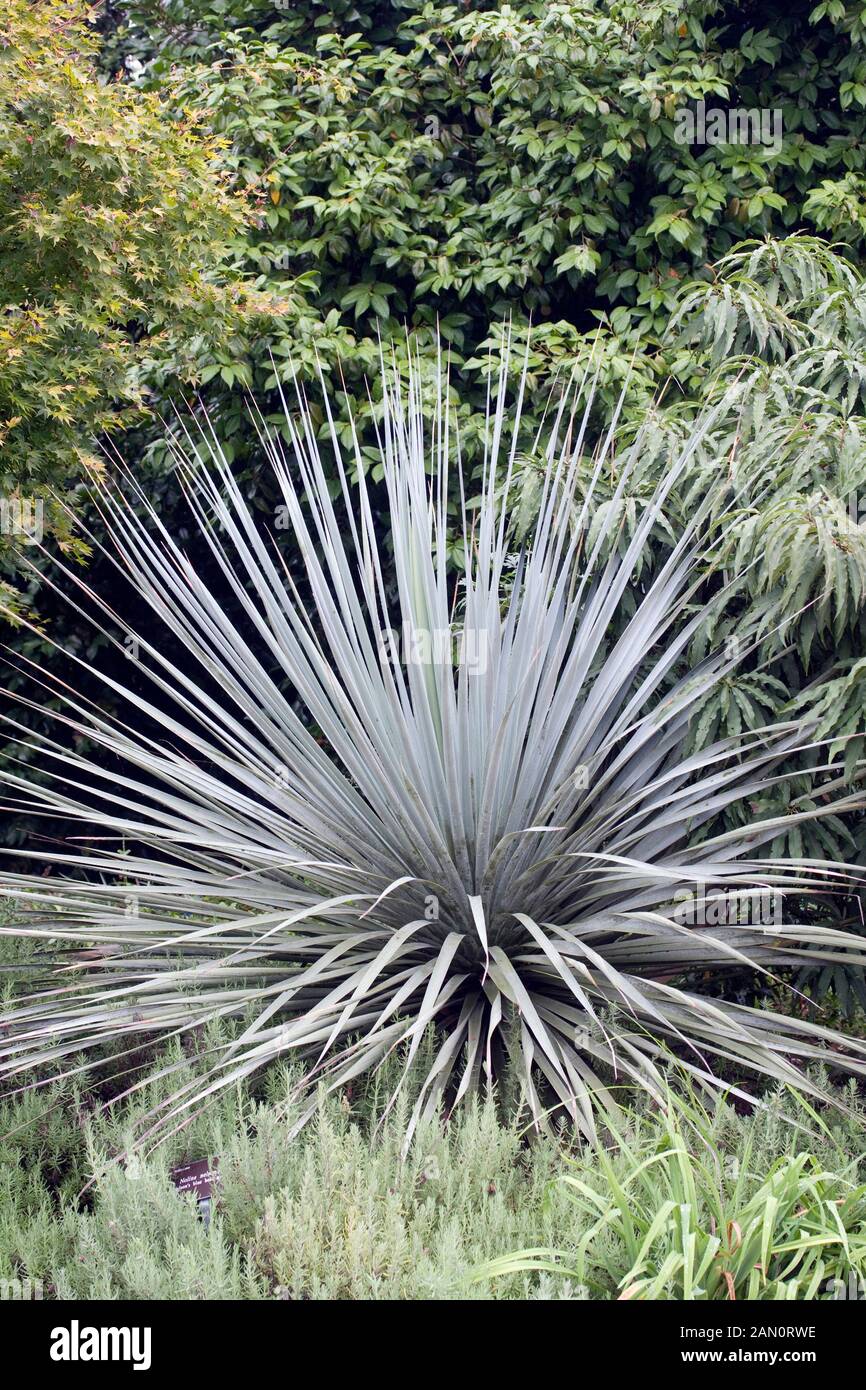 Yucca nolina hi-res stock photography and images - Alamy