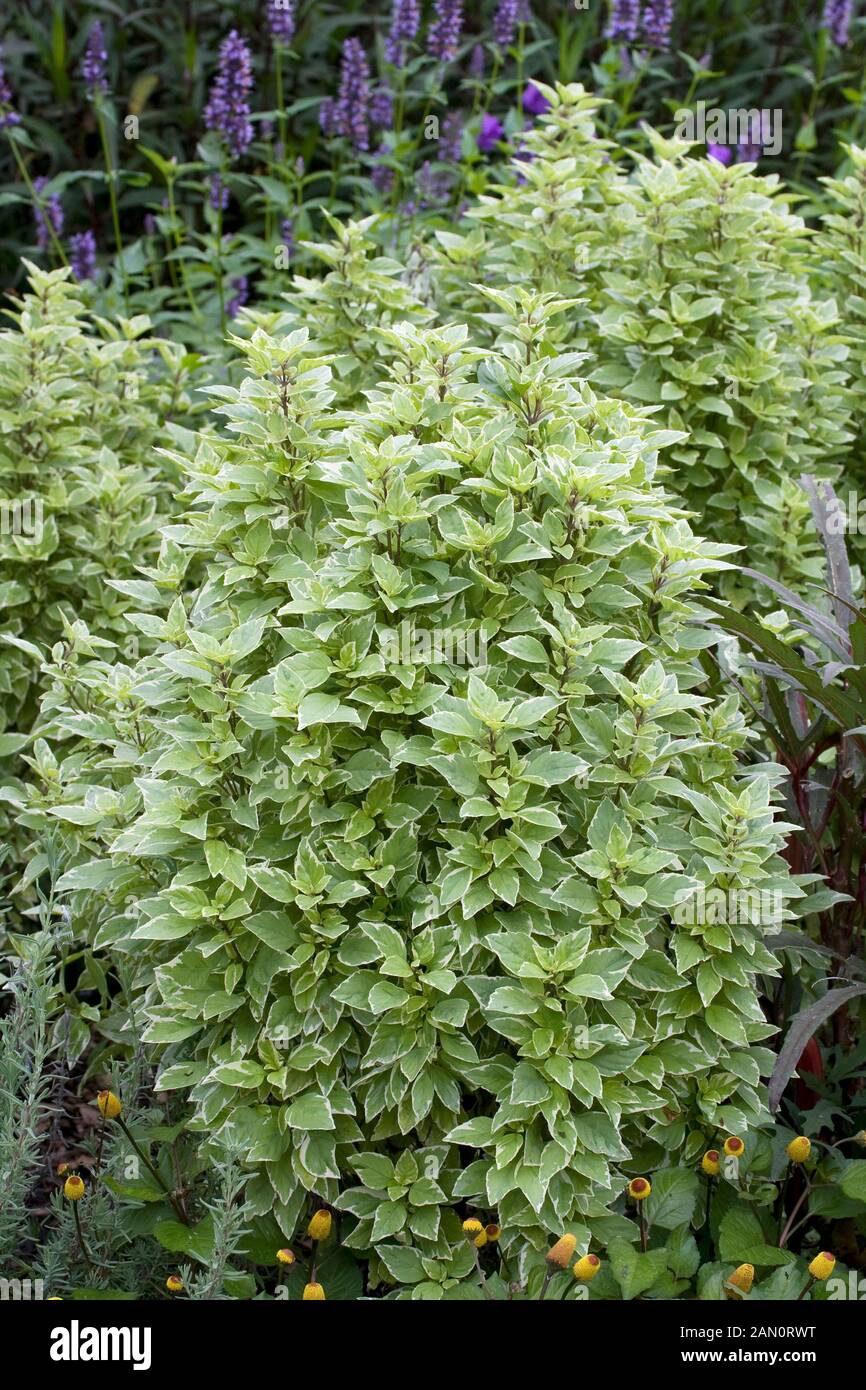 Ocimum citriodorum hi-res stock photography and images - Alamy