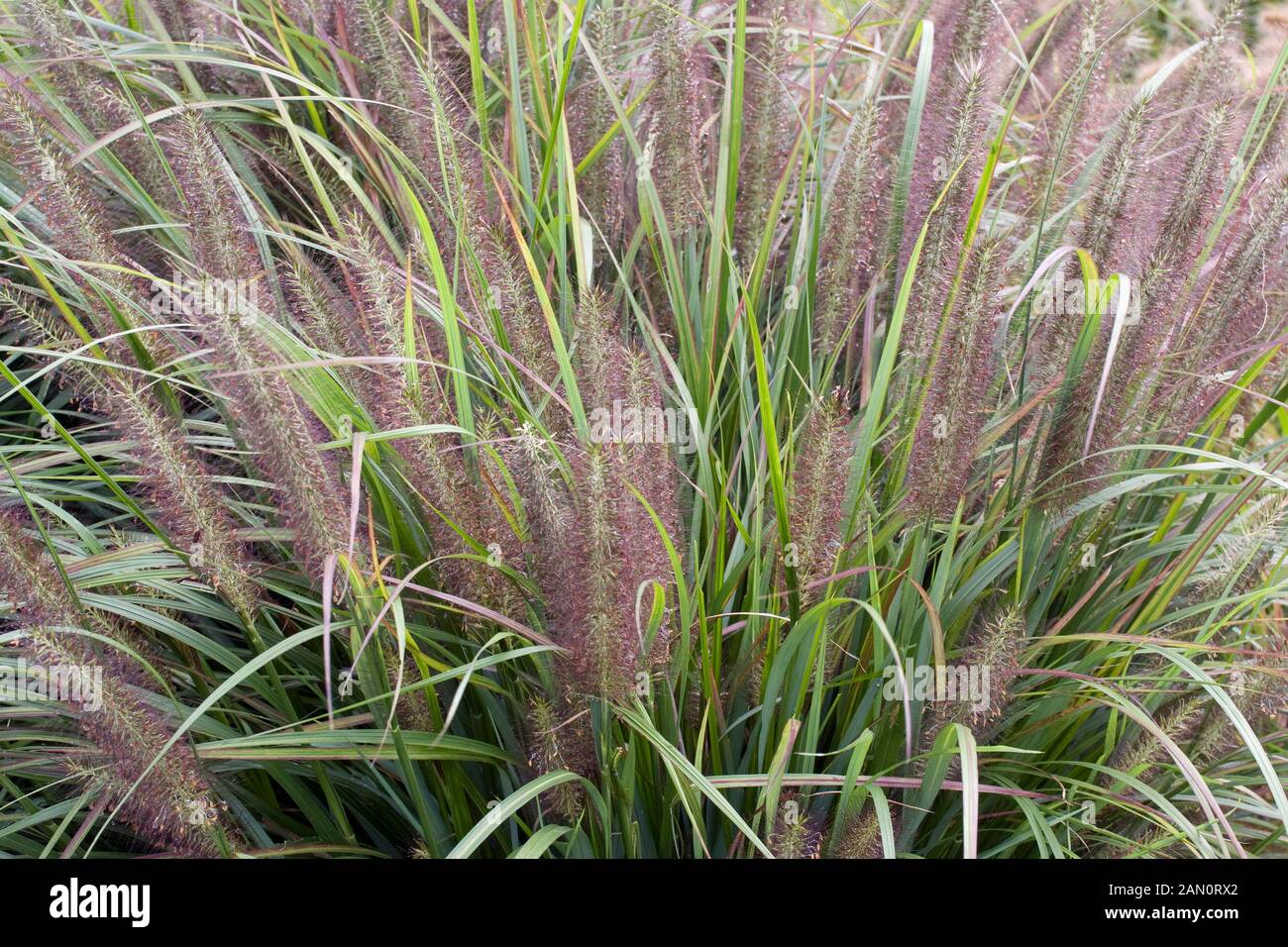 Pennisetum Alopecuroides Moudry