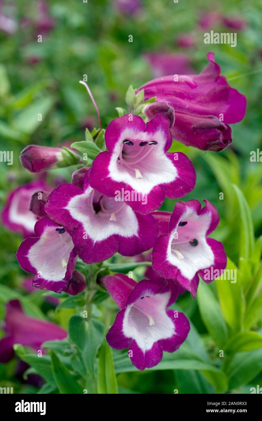 Penstemon bicolor hi-res stock photography and images - Alamy