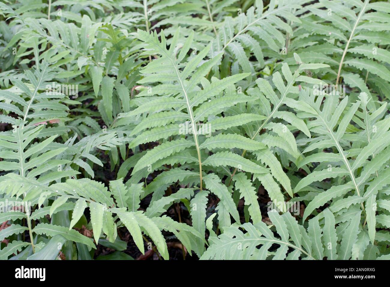Sensitive foliage hi-res stock photography and images - Alamy