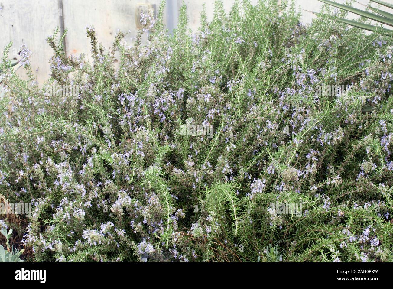 Prostratus rosemary hi-res stock photography and images - Alamy