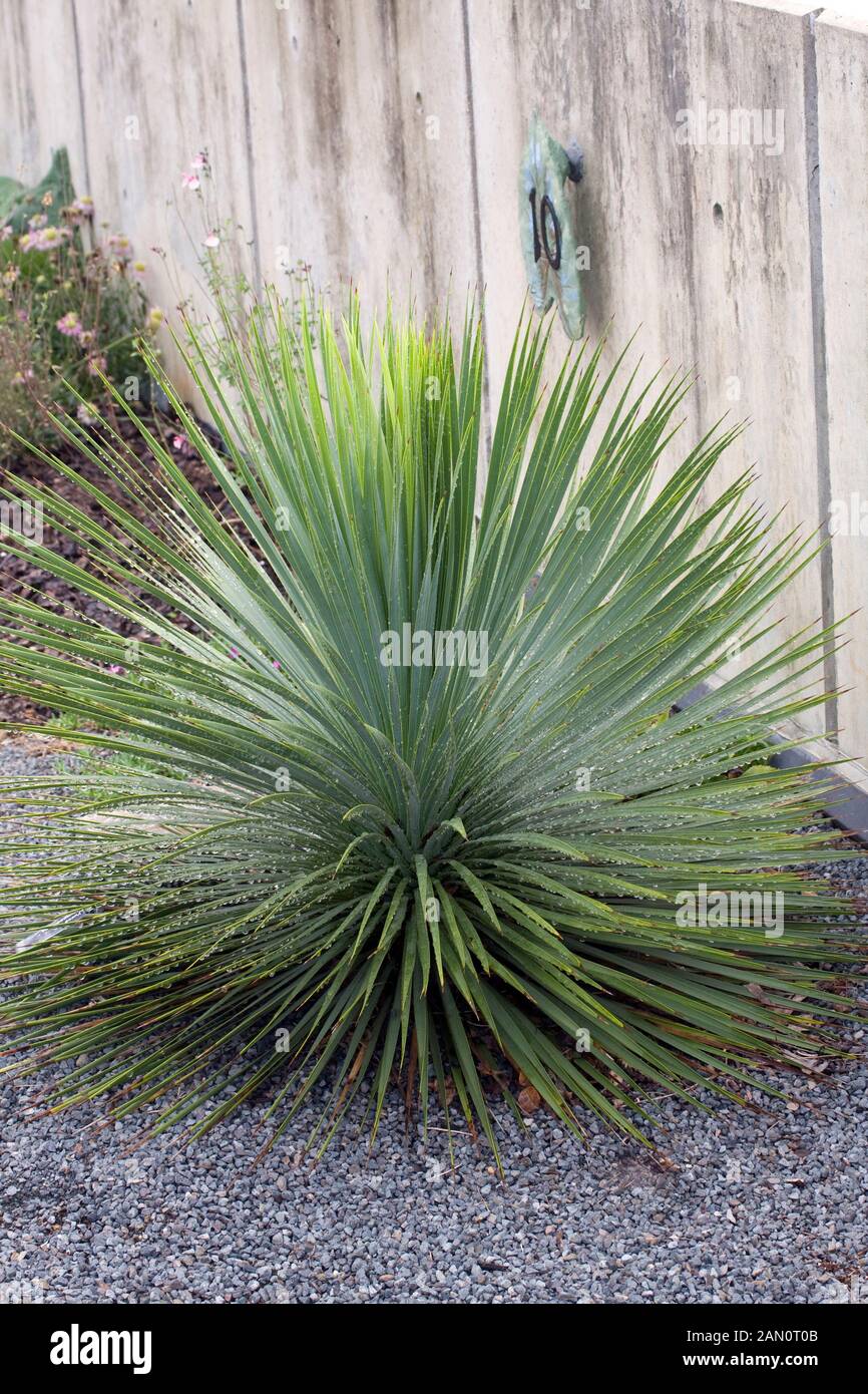 Yucca thompsoniana hi-res stock photography and images - Alamy
