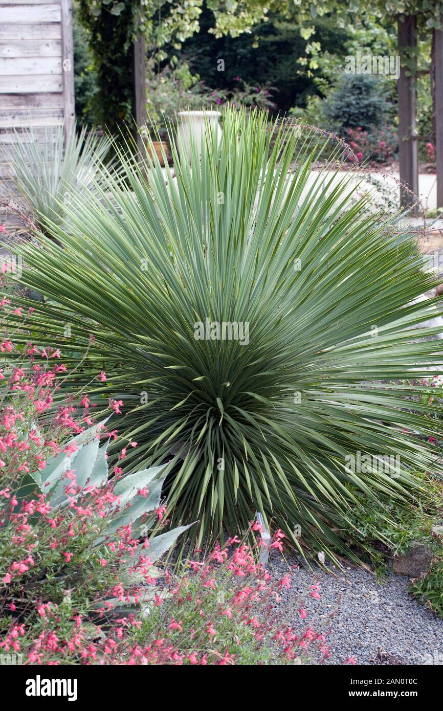 Yucca thompsoniana hi-res stock photography and images - Alamy