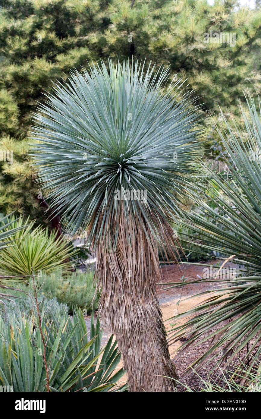 Yucca rostrata hi-res stock photography and images - Alamy