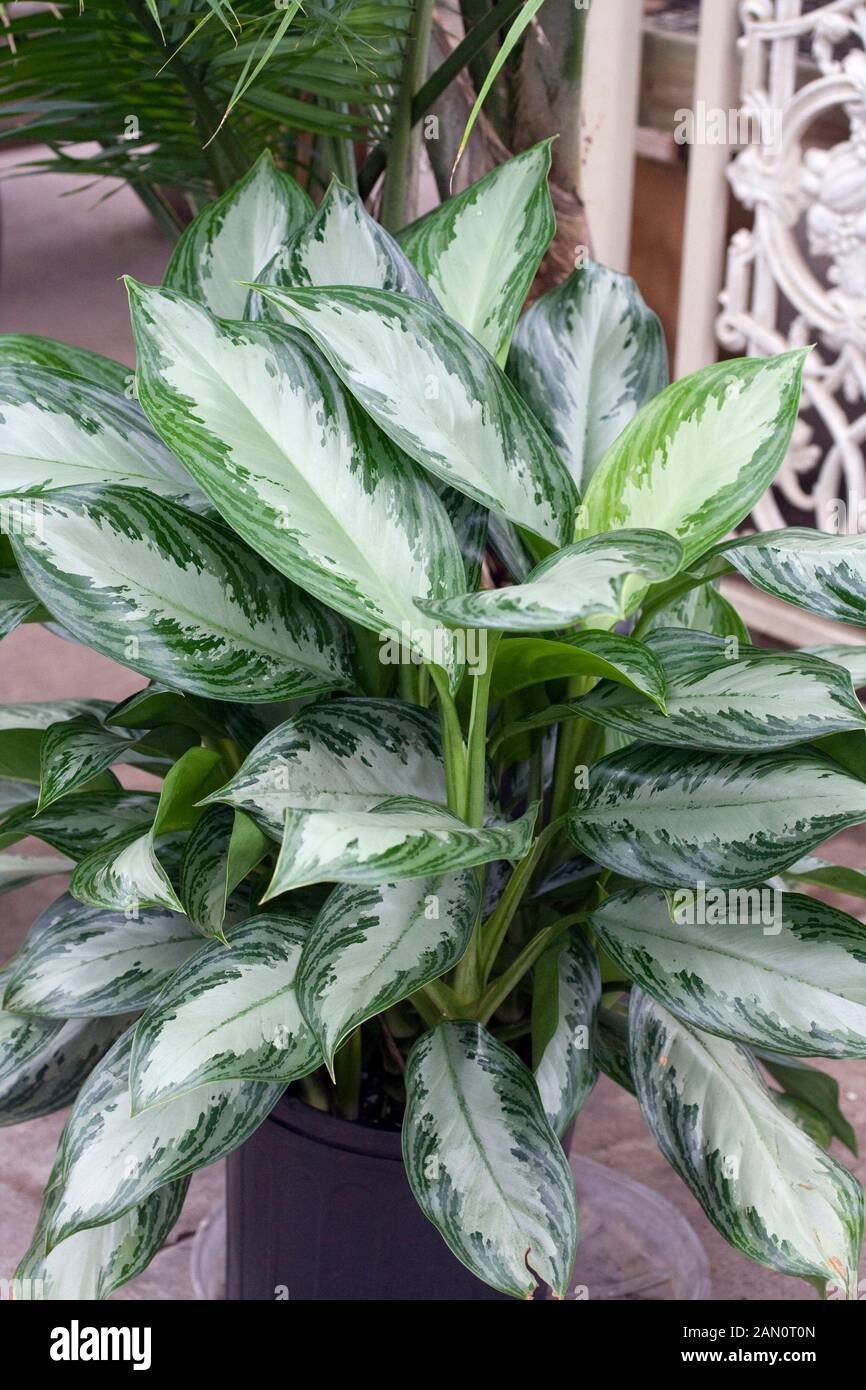 Aglaonema ‘silver bay’ hi-res stock photography and images - Alamy
