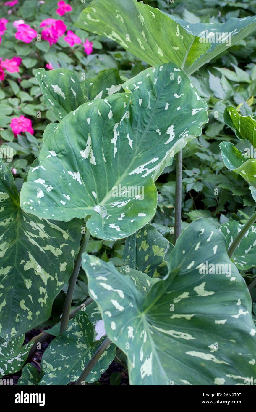 Hilo beauty elephant ear hi-res stock photography and images - Alamy