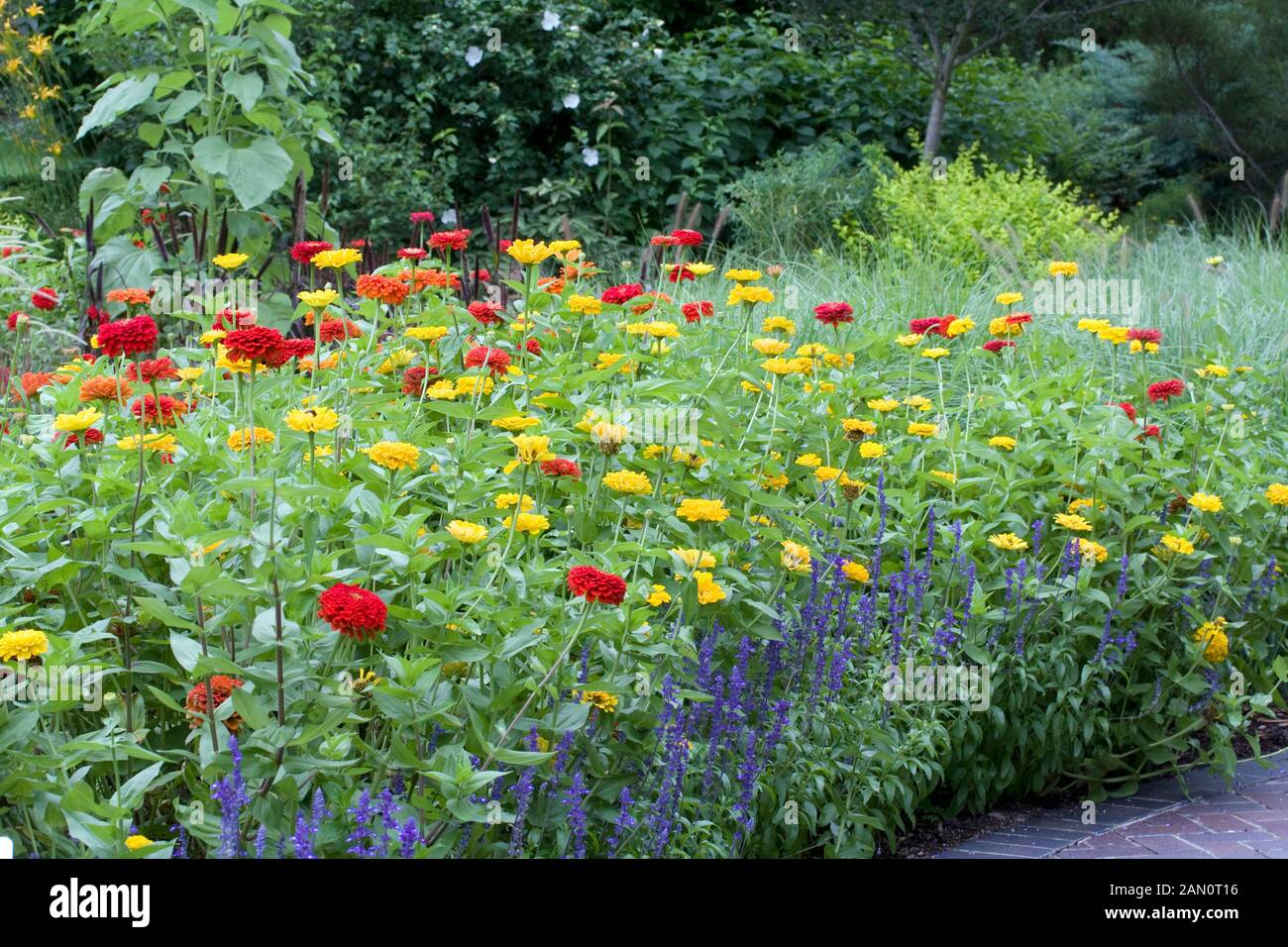 Zinnia border hi-res stock photography and images - Alamy
