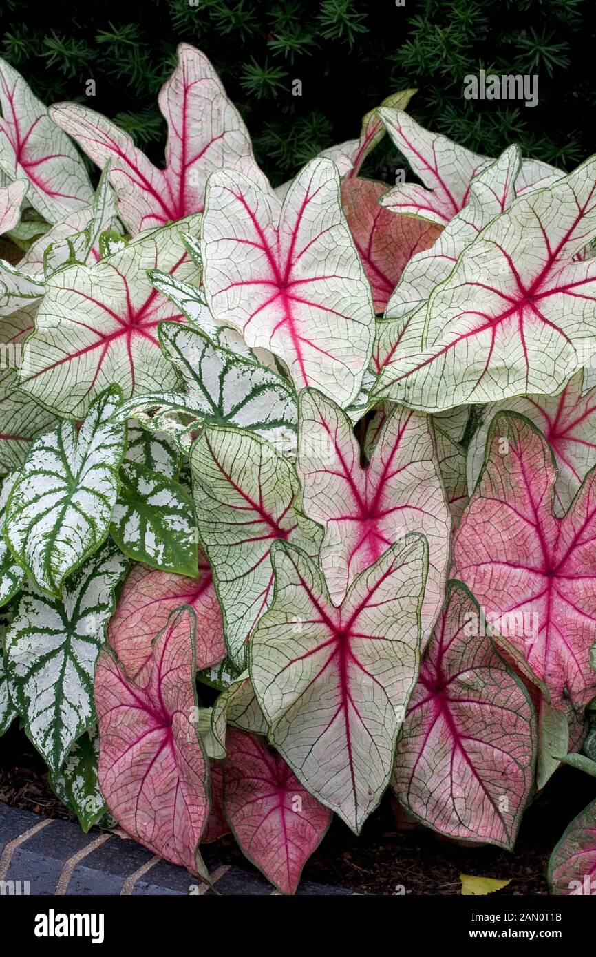 Caladium bicolor hi-res stock photography and images - Alamy