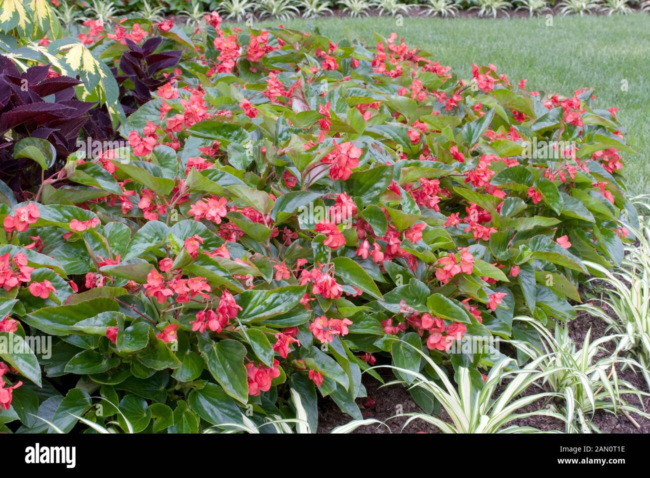Dragon wing hi-res stock photography and images - Alamy