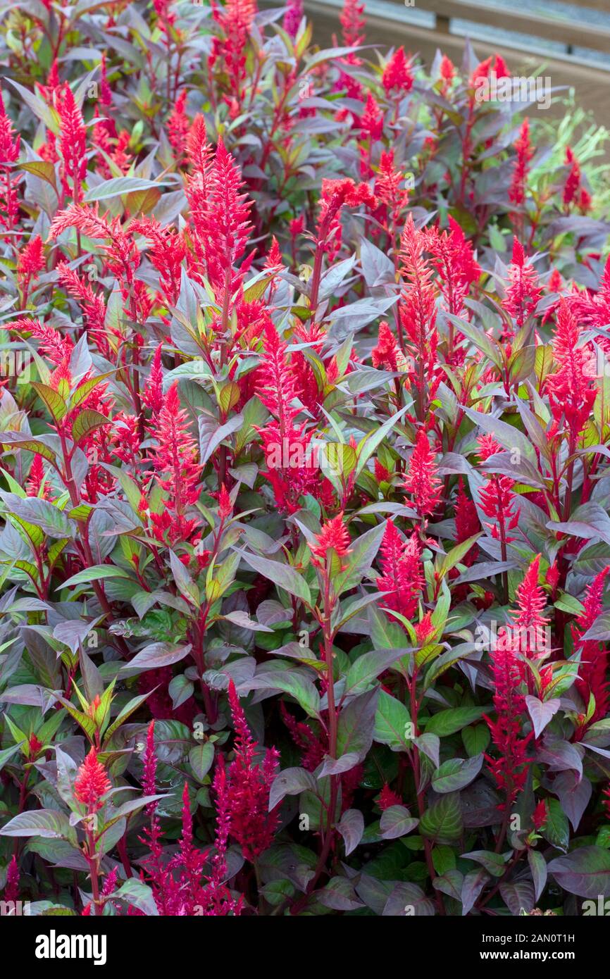 New celosia hi-res stock photography and images - Alamy