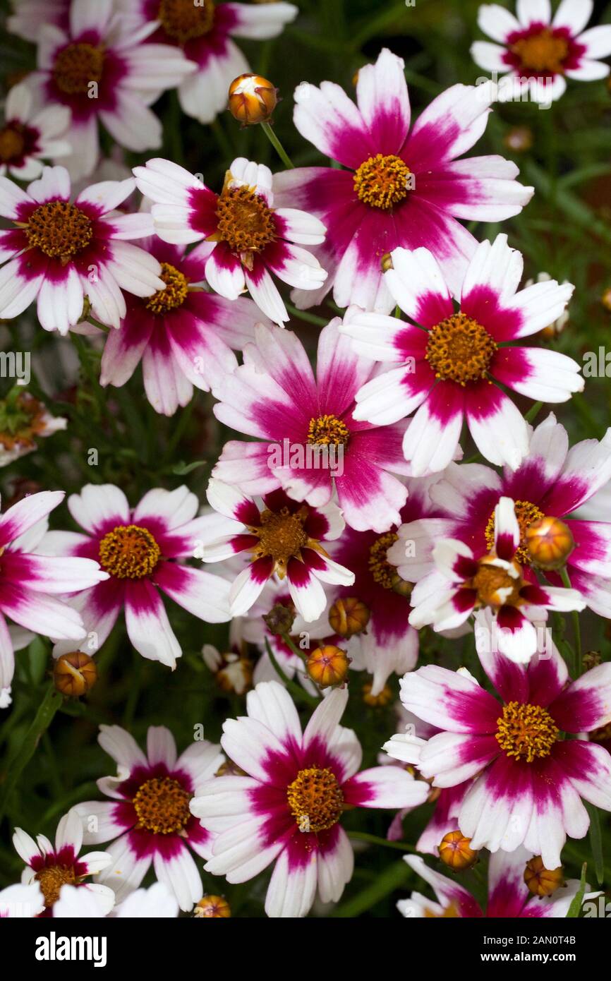 COREOPSIS ROSEA SWEET DREAMS Stock Photo - Alamy