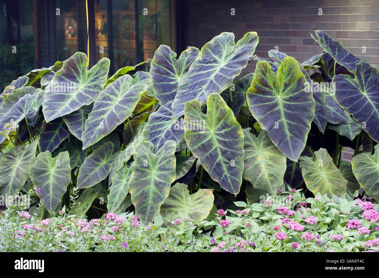 Illustris High Resolution Stock Photography and Images - Alamy