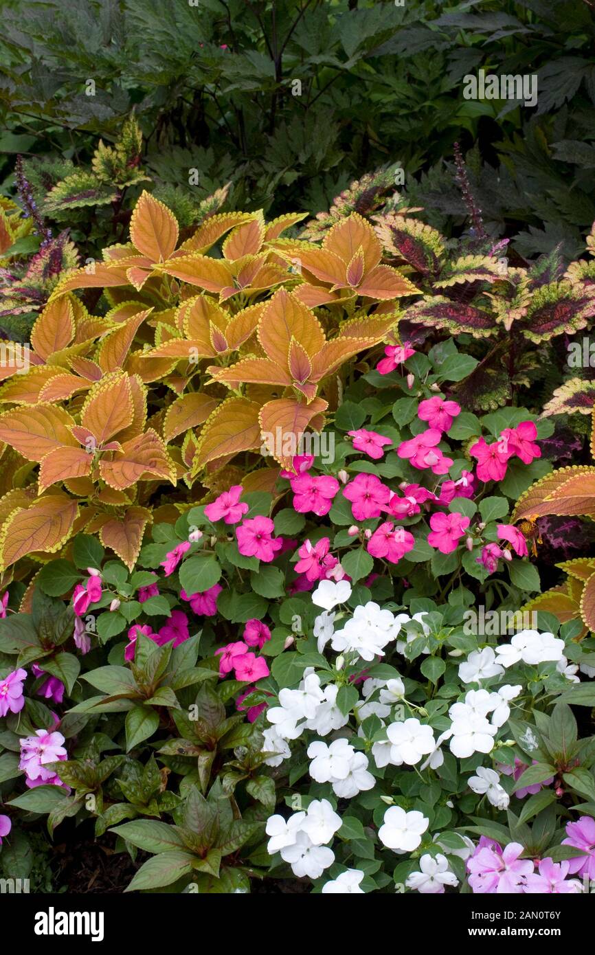 IMPATIENS AND COLEUS RUSTIC ORANGE Stock Photo - Alamy