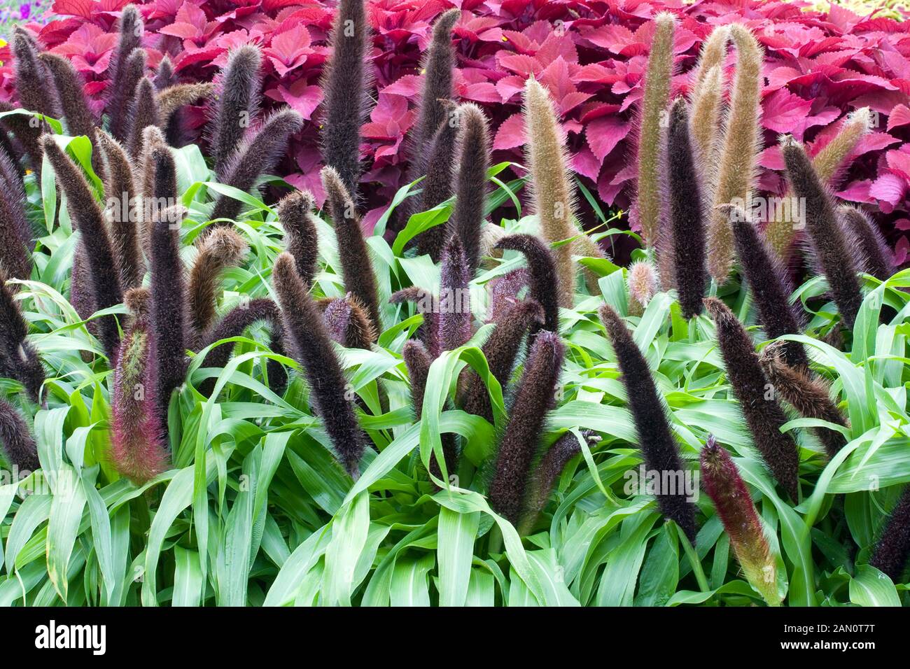 Jade princess hi-res stock photography and images - Alamy