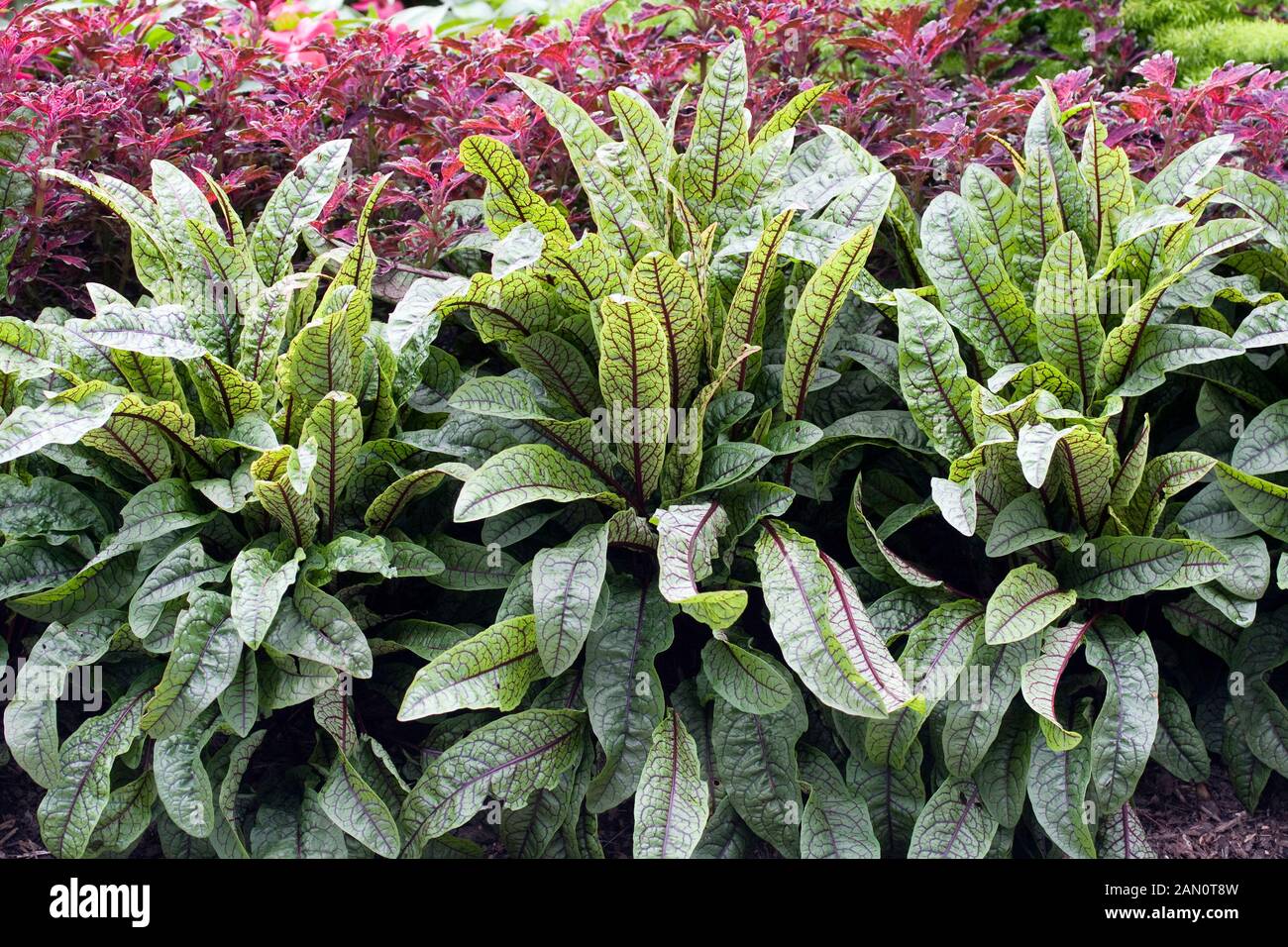 Rumex sanguineus hi-res stock photography and images - Alamy