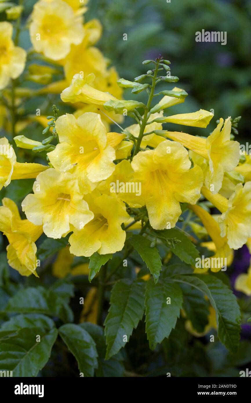 TECOMA STANS ESPARANZA Stock Photo - Alamy