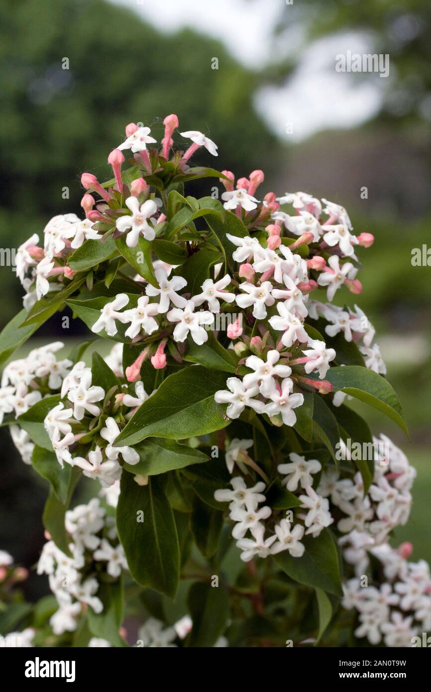 Mosanensis hi-res stock photography and images - Alamy