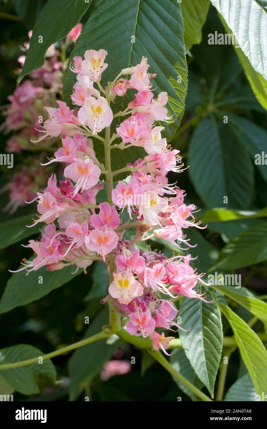 Aesculus x hi-res stock photography and images - Alamy