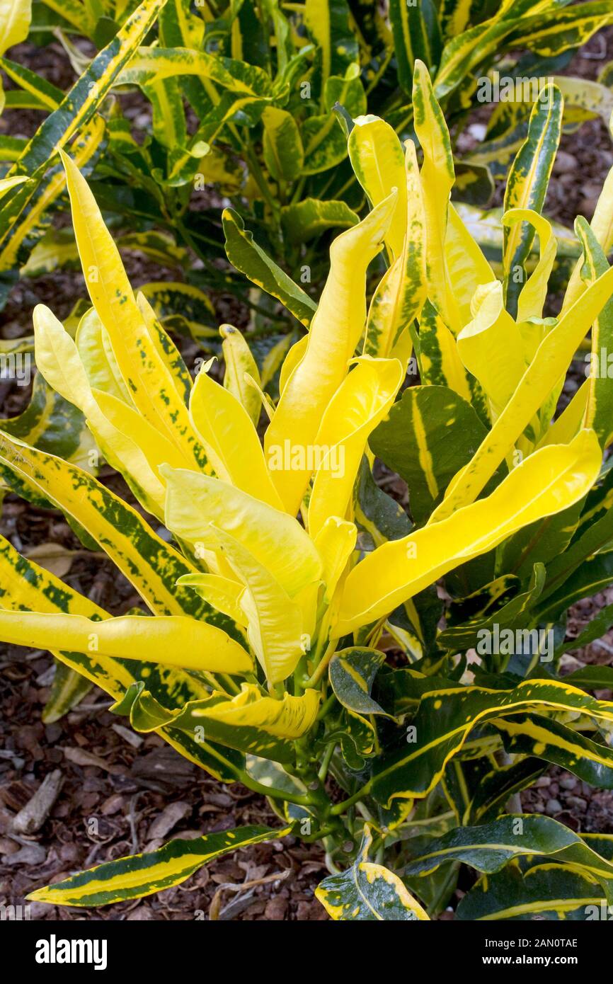 Codiaeum yellow hi-res stock photography and images - Alamy