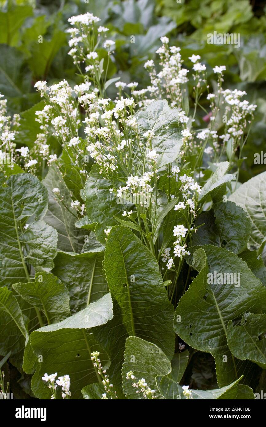 Armoracia rusticana hi-res stock photography and images - Alamy