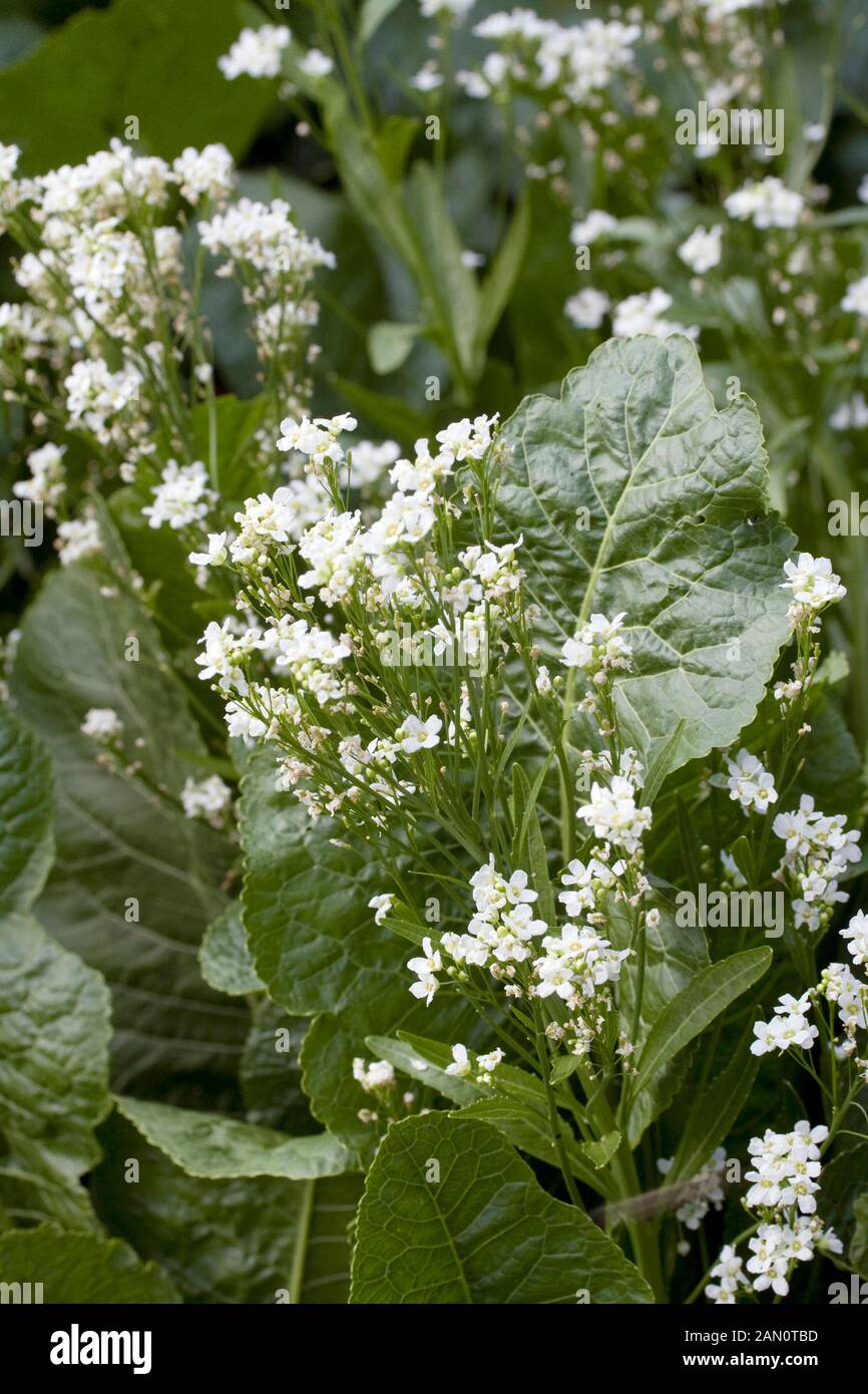 ARMORACIA RUSTICANA HORSERADISH Stock Photo - Alamy