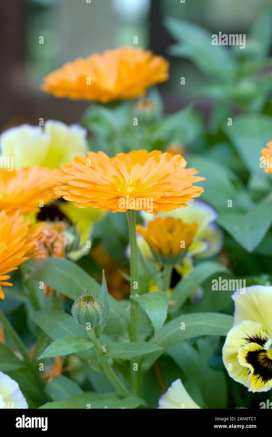 Calendula officinalis orange hi-res stock photography and images - Alamy