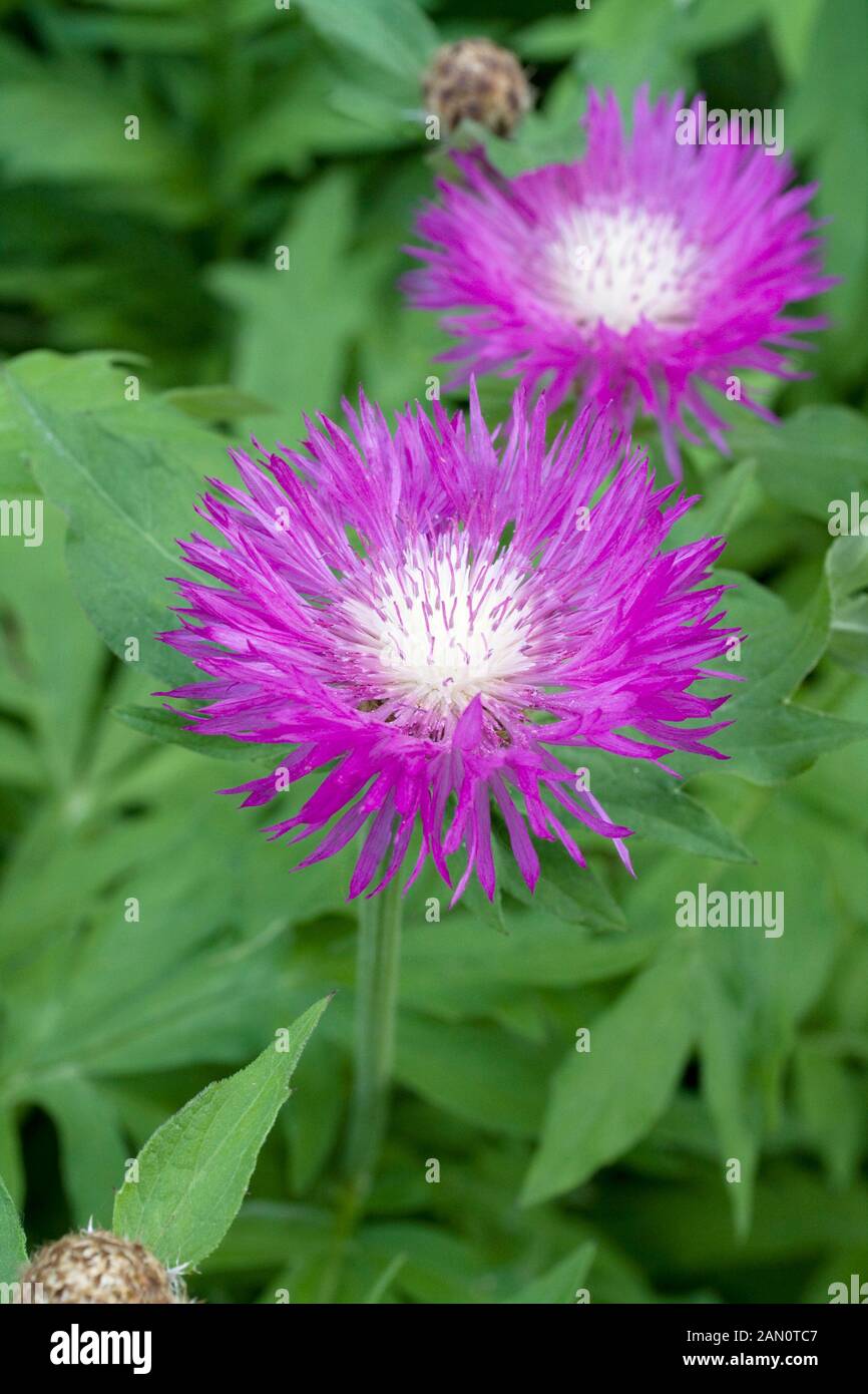 Centaurea dealbata cornflower hi-res stock photography and images - Alamy