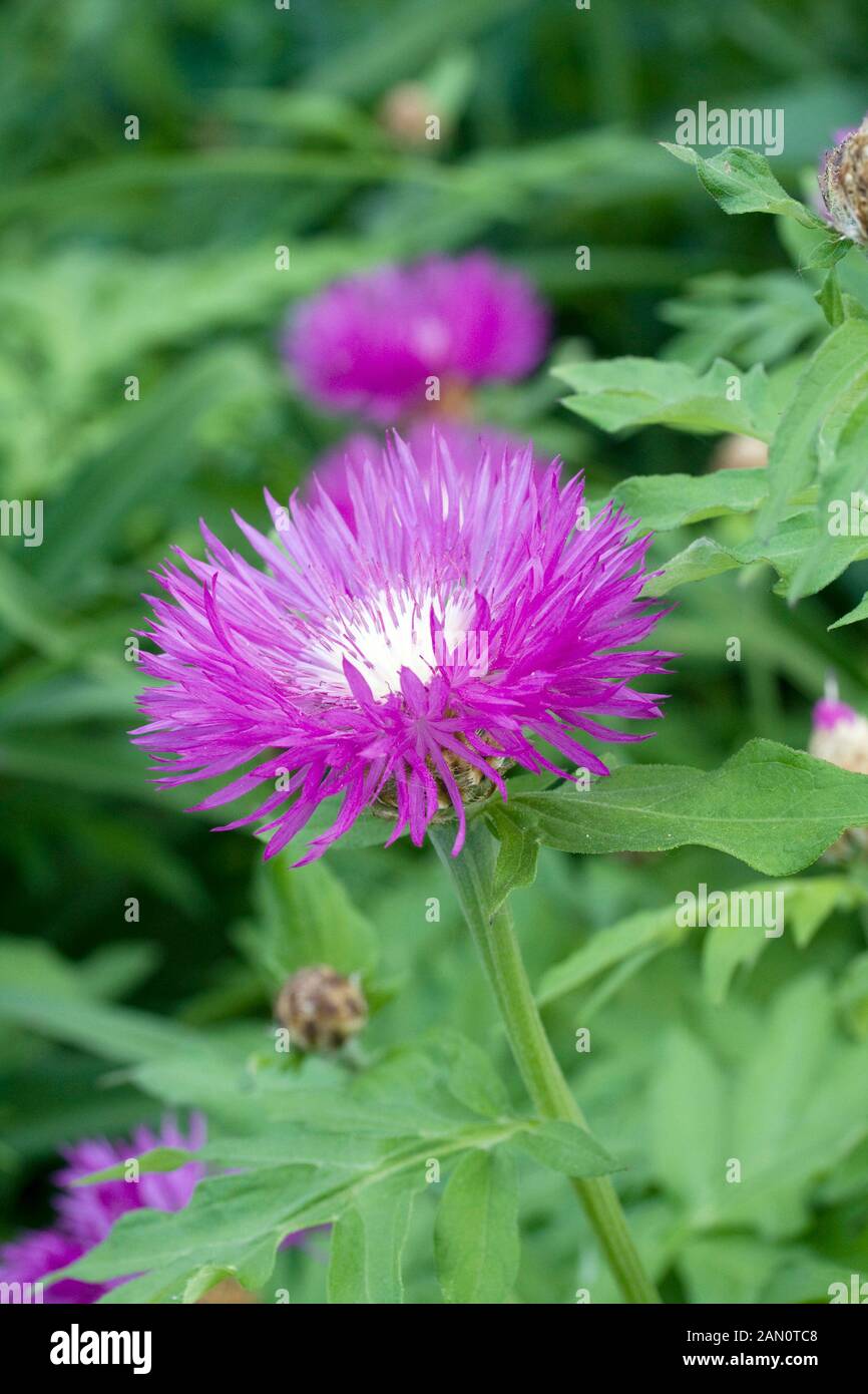Pink centaurea dealbata hi-res stock photography and images - Alamy