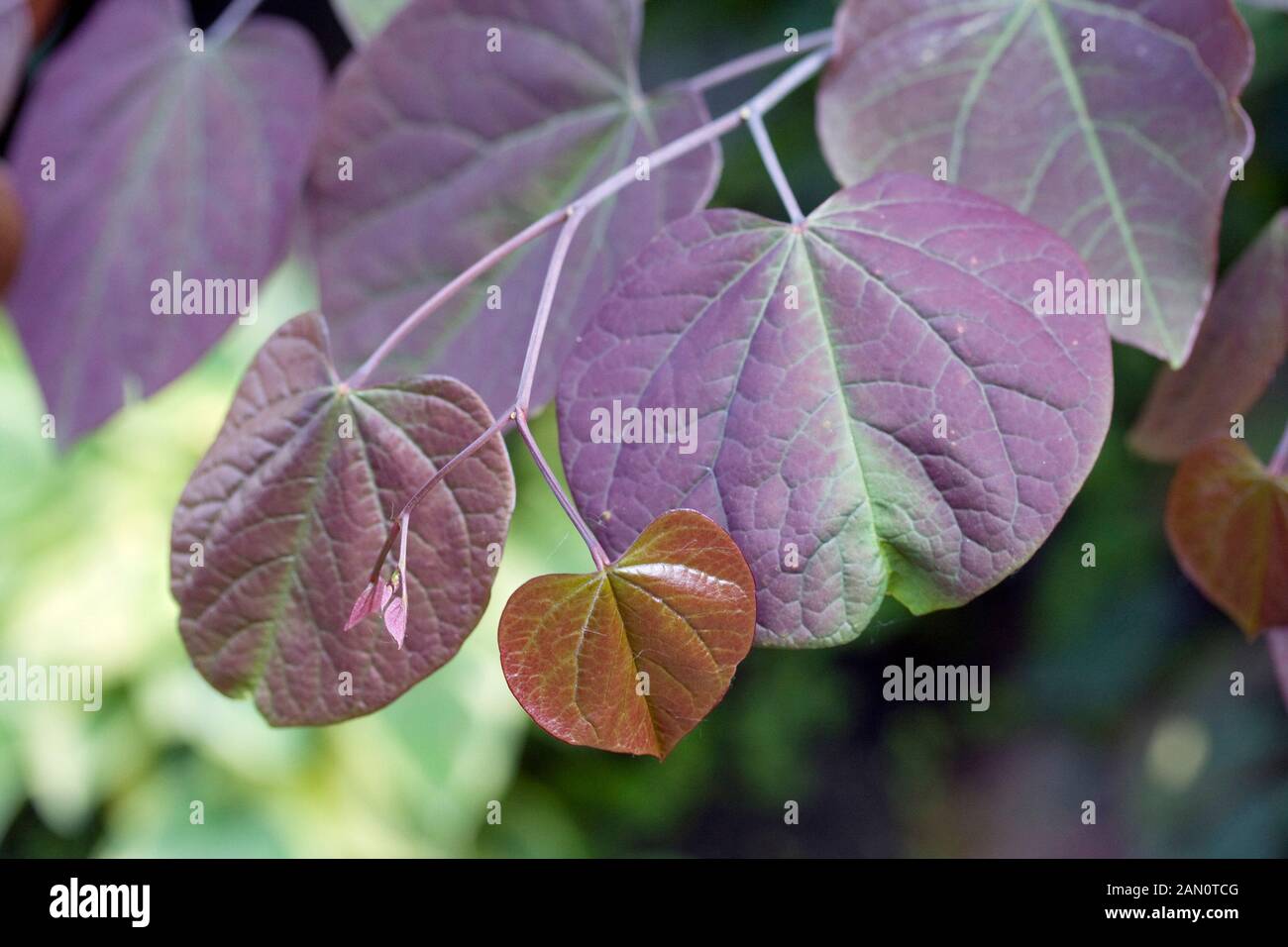 Cercis forest pansy hi-res stock photography and images - Alamy
