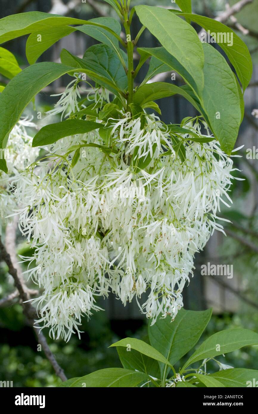 White fringetree chionanthus virginicus hi-res stock photography and ...
