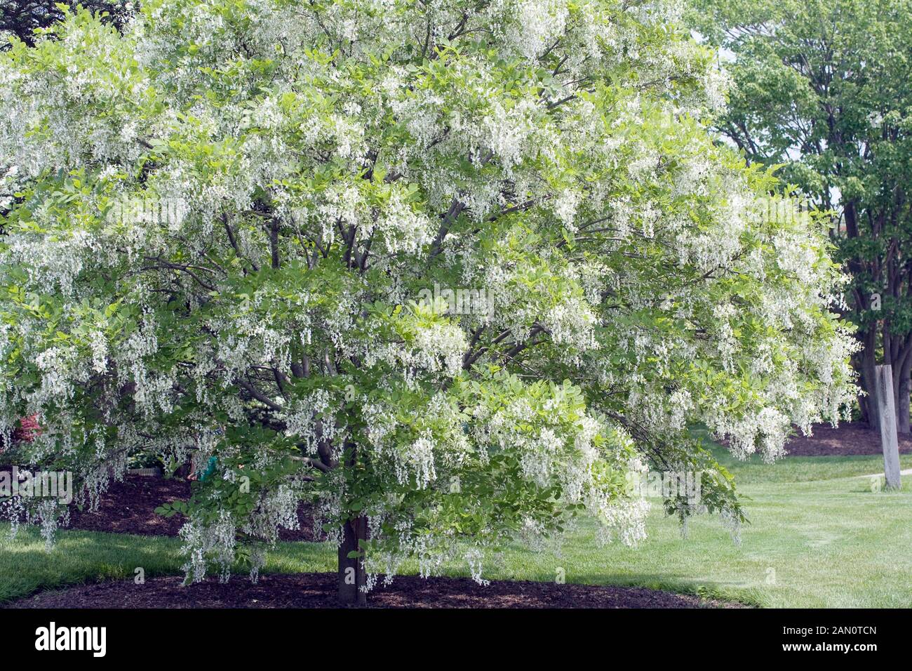 Yellowwood tree hi-res stock photography and images - Alamy