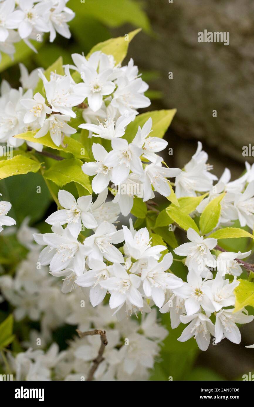 Deutzia Gracilis High Resolution Stock Photography and Images - Alamy