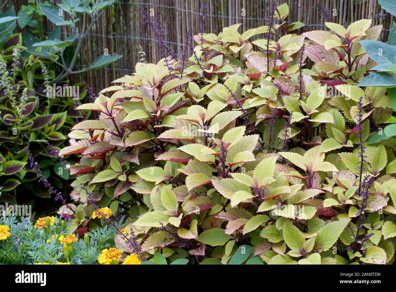 COLEUS ANNUAL SCENE Stock Photo - Alamy