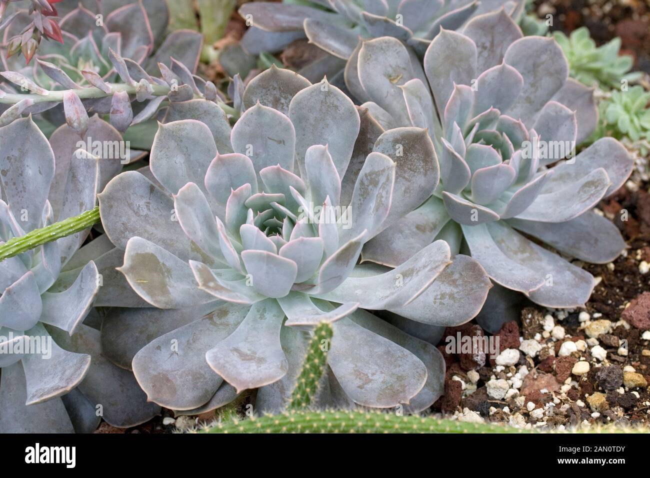Echeveria echeveria secunda hi-res stock photography and images - Alamy