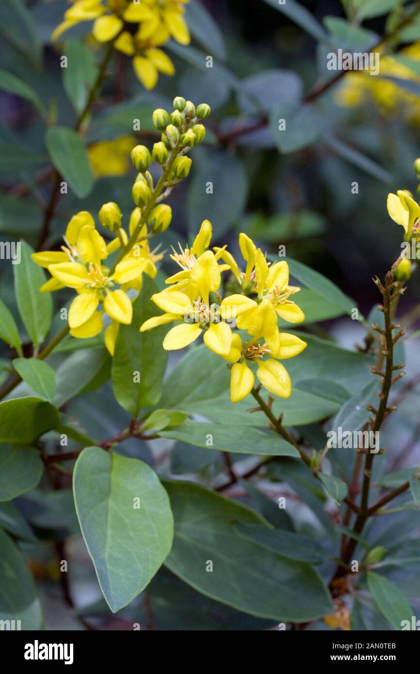 Galphimia glauca hi-res stock photography and images - Alamy