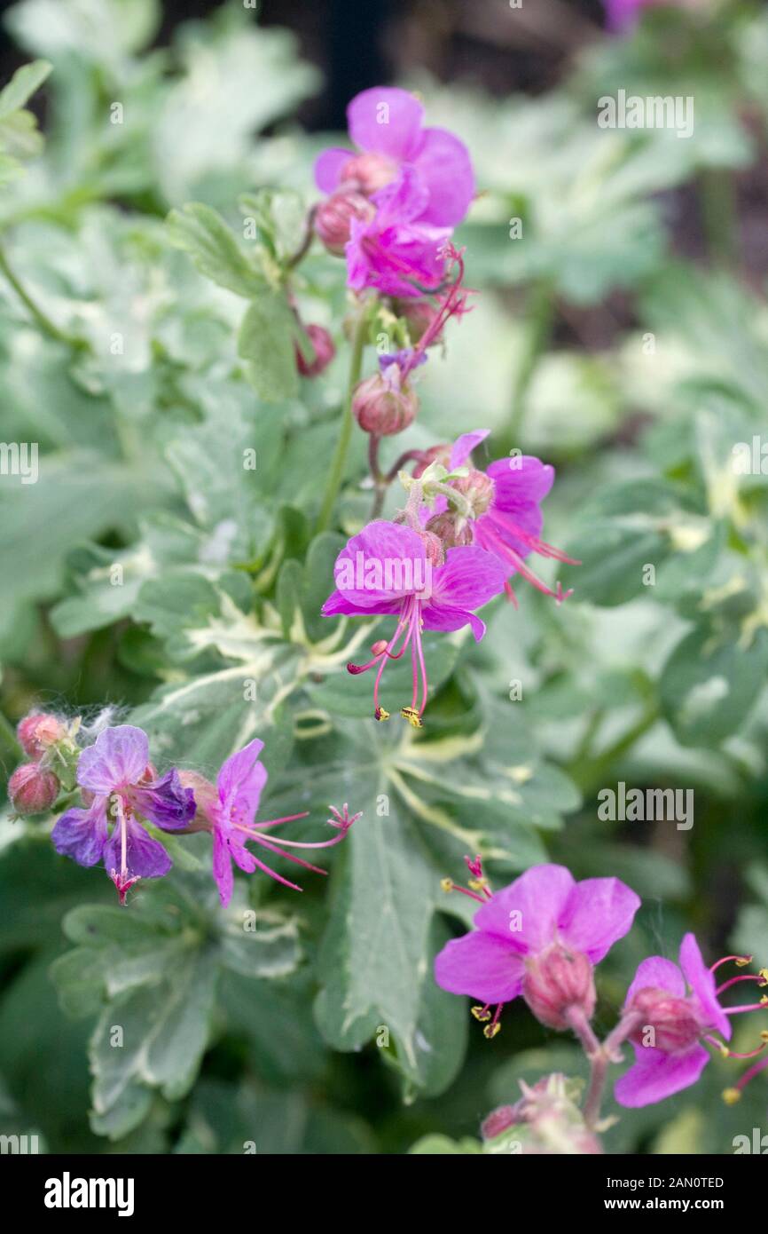Geranium variegated leaves hi-res stock photography and images - Alamy