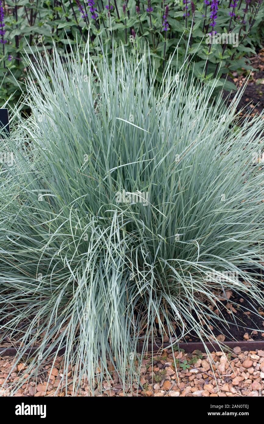 Helictotrichon Sempervirens Sapphire