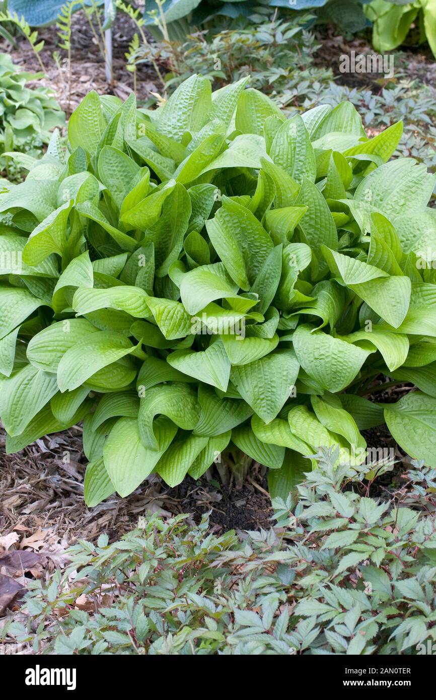 HOSTA CROCODILE ROCK Stock Photo - Alamy