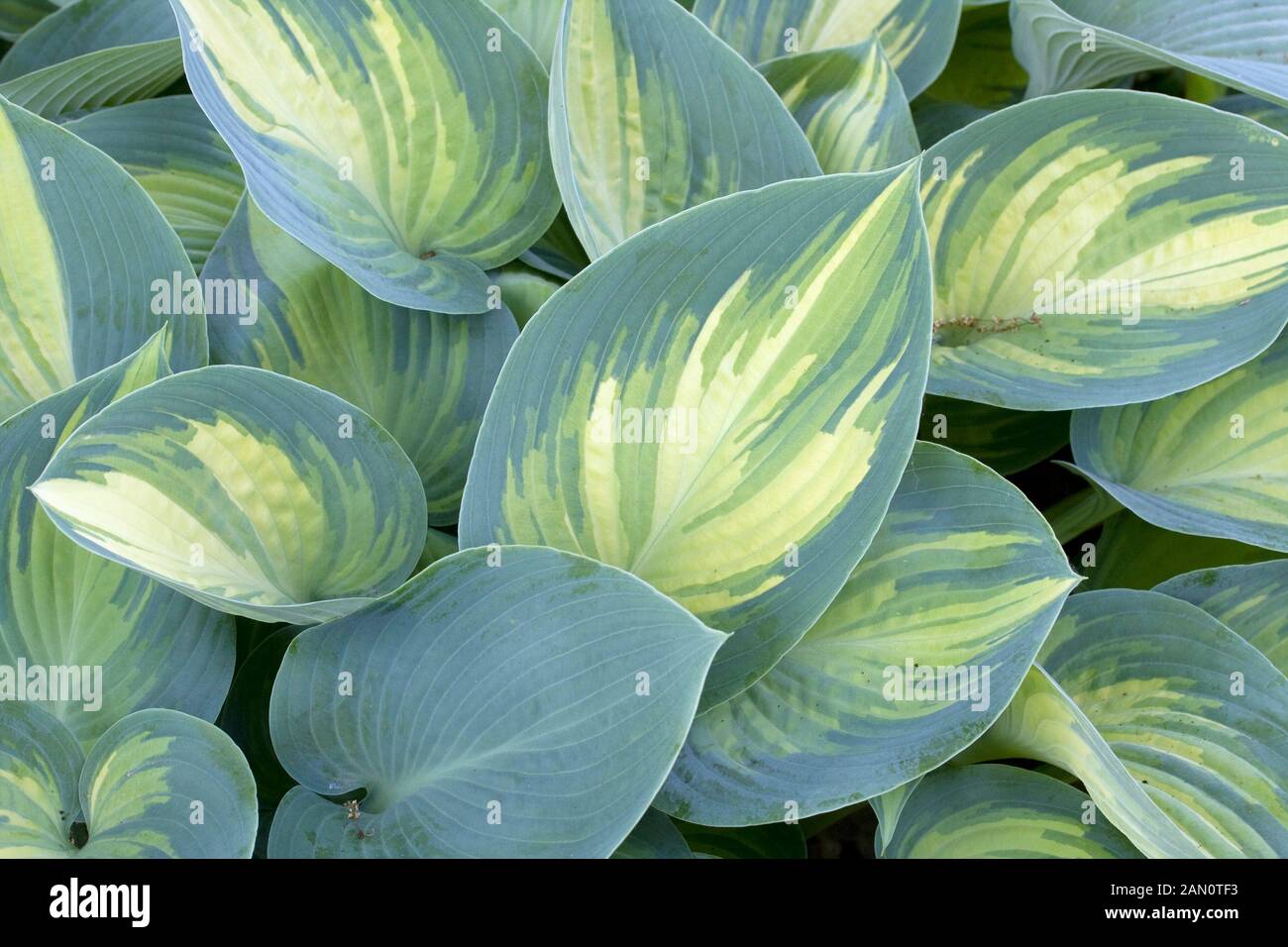 June plantain lily hosta june hi-res stock photography and images - Alamy